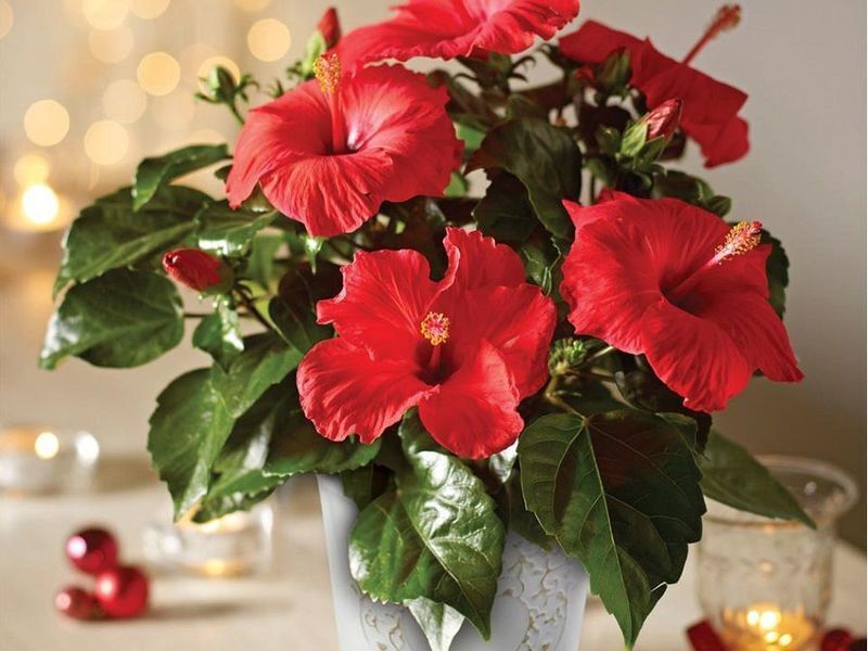 Опасная красота Какие цветы нельзя держать дома